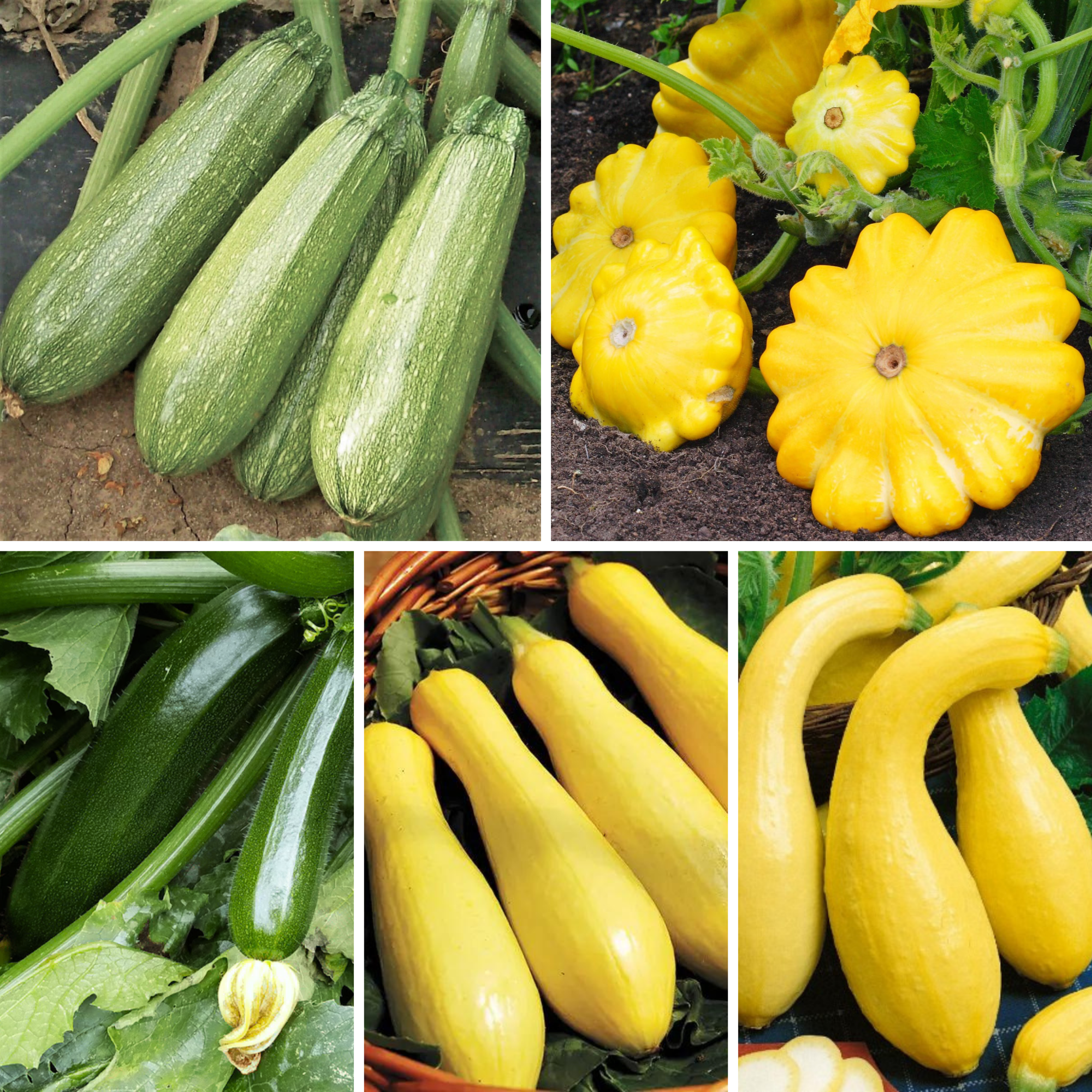 Thrive's Squash and Zucchini (Summer) Mix | Thrive Heirloom Seed Emporium