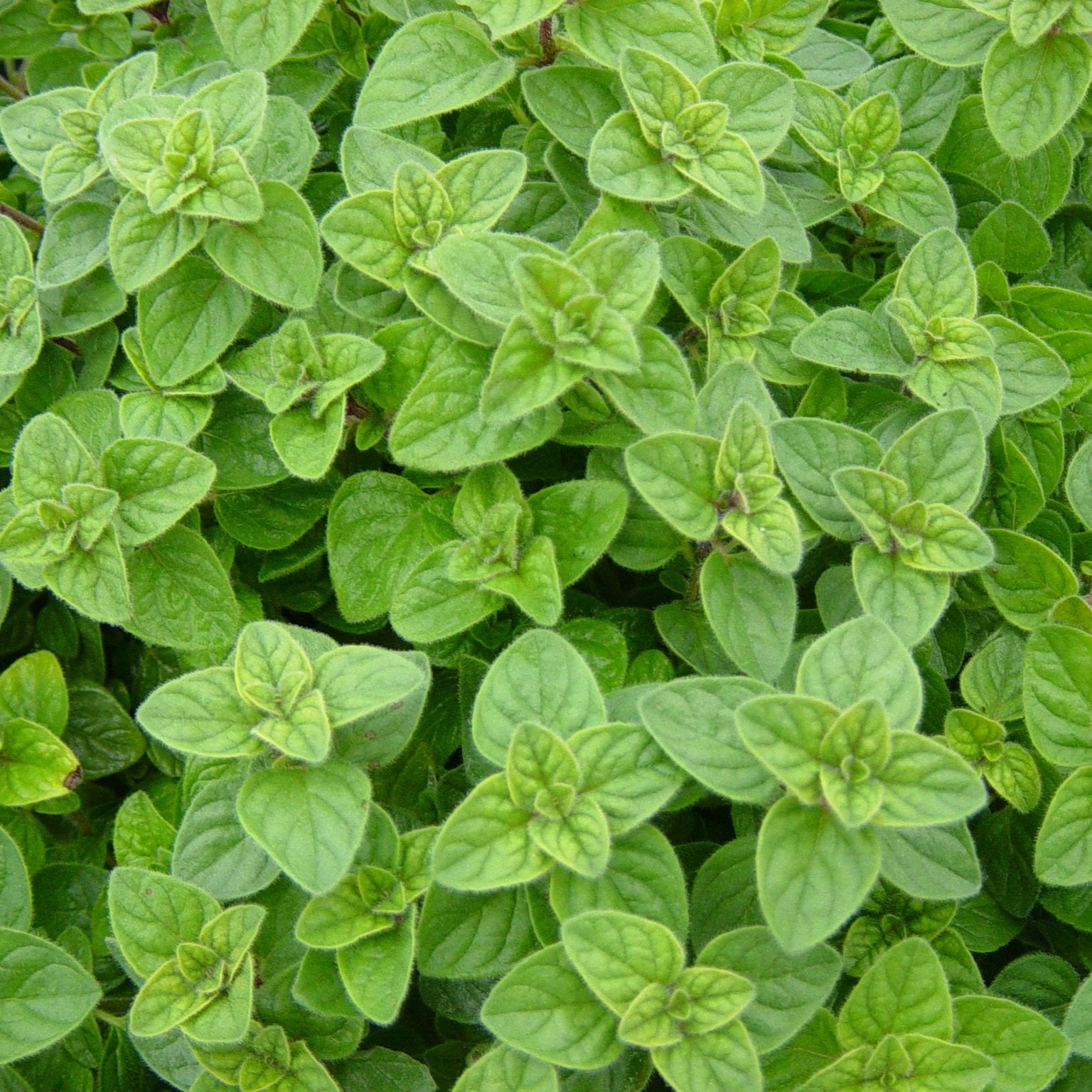 Oregano Italian Seeds | Thrive Heirloom Seed Emporium